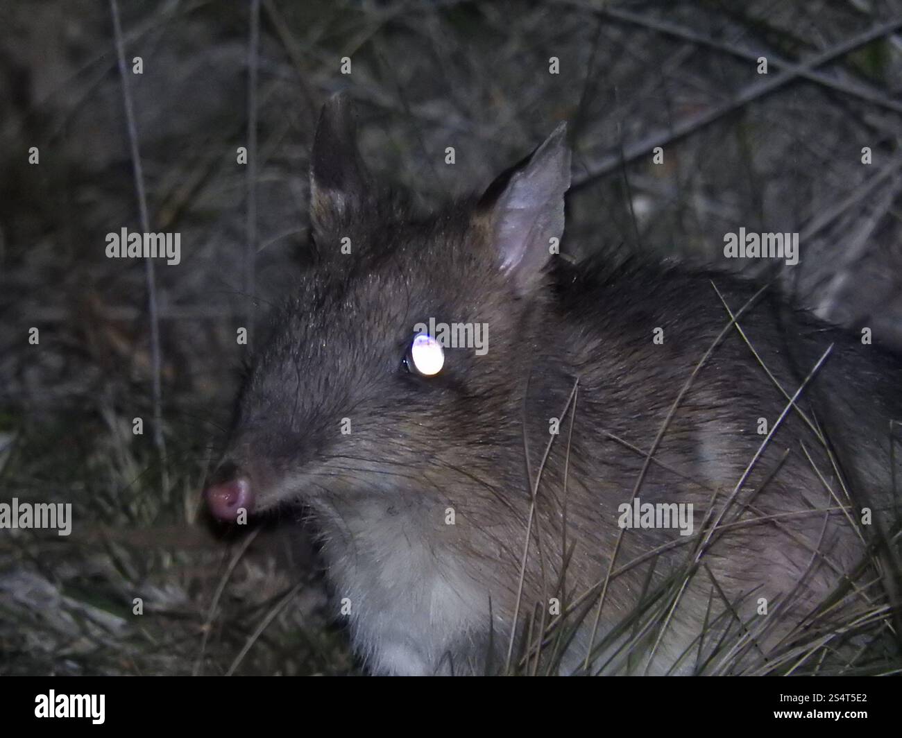 Eastern Barred Bandicoot (Perameles gunnii Stock Photo - Alamy