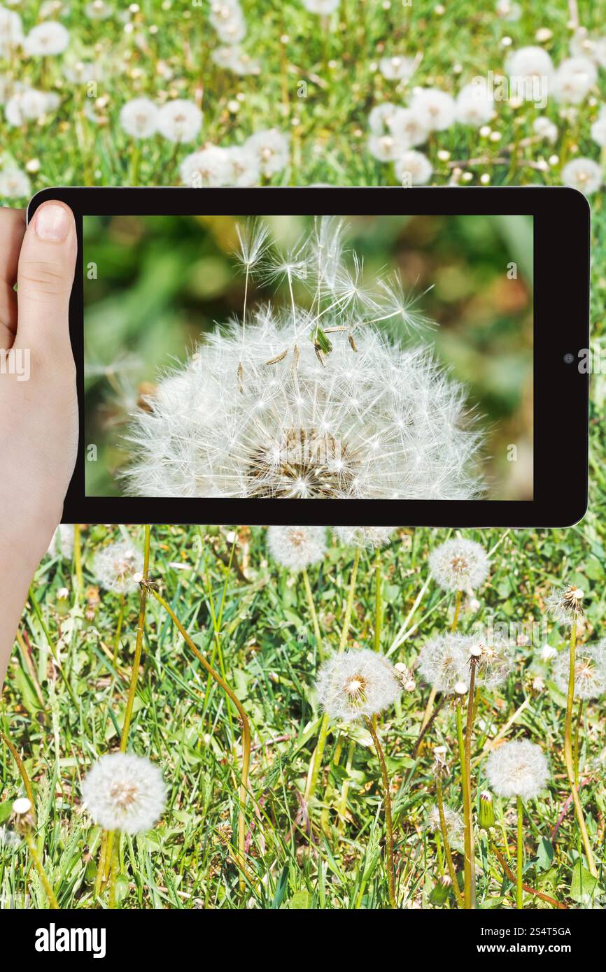 photographing flower concept - tourist takes picture of parachute seeds ...