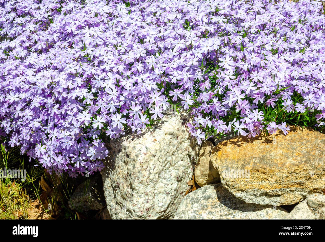 Flowering Creeping Phlox stolonifera in rock wall garden Stock Photo ...