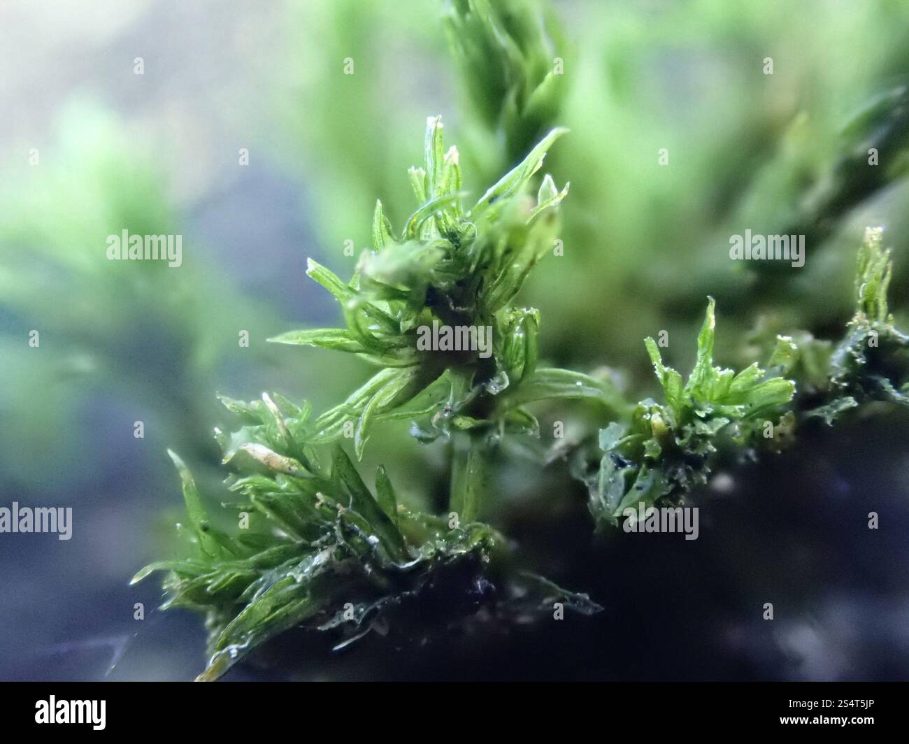 Wood Bristle-moss (Lewinskya affinis Stock Photo - Alamy