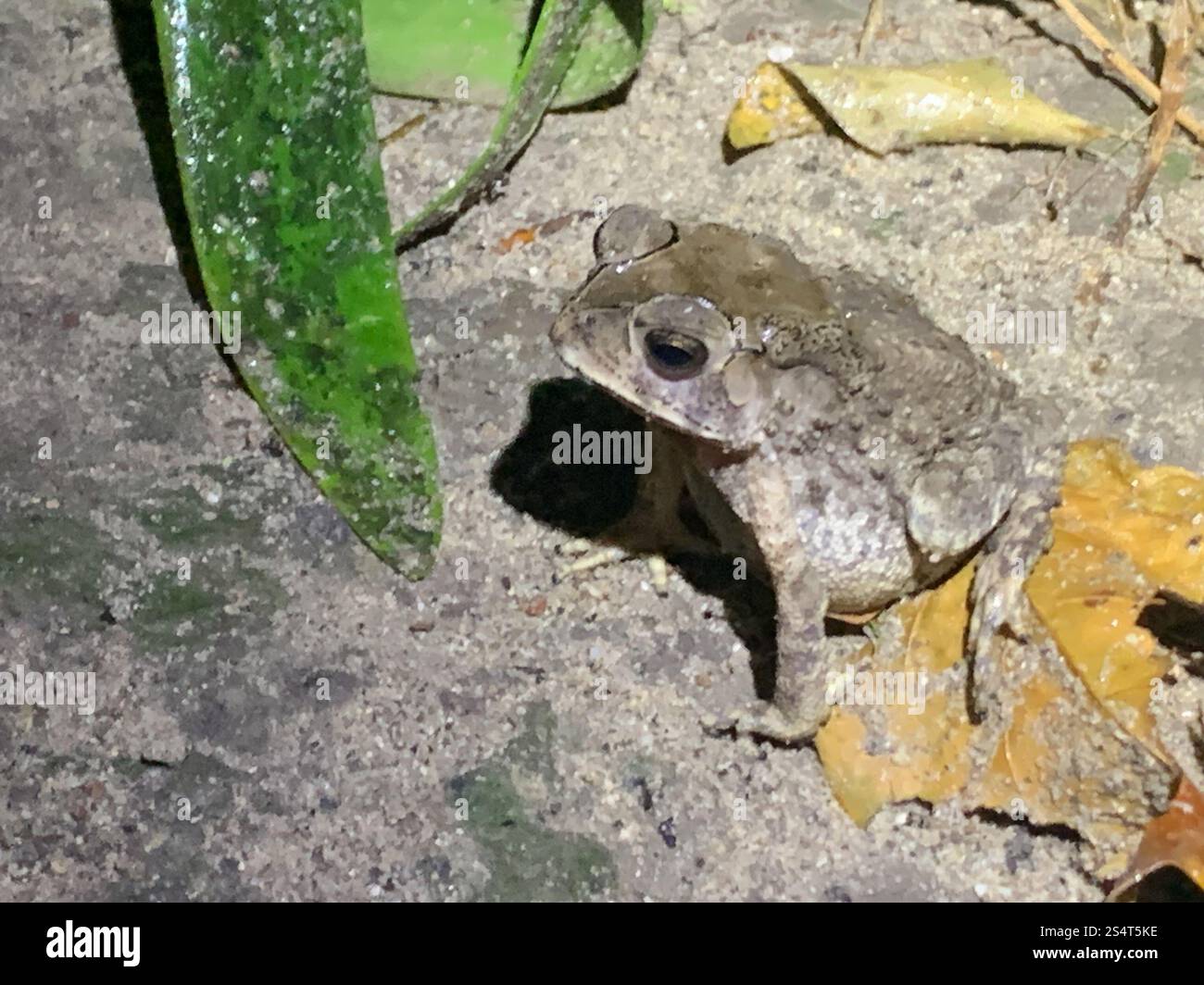 Asian Common Toad (Duttaphrynus melanostictus Stock Photo - Alamy