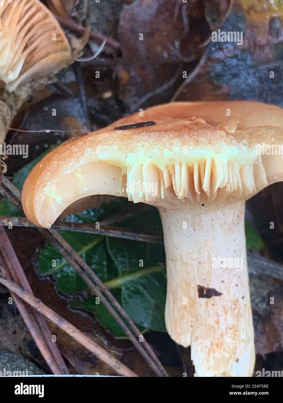 Candy Cap (Lactarius rubidus Stock Photo - Alamy