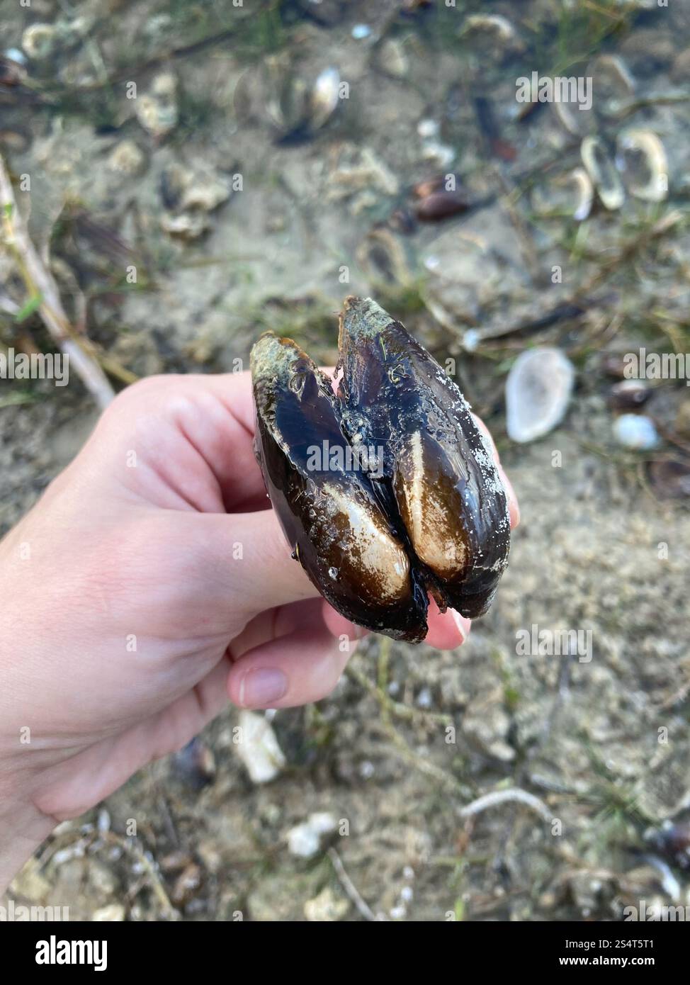 Florida Spike (Elliptio jayensis Stock Photo - Alamy