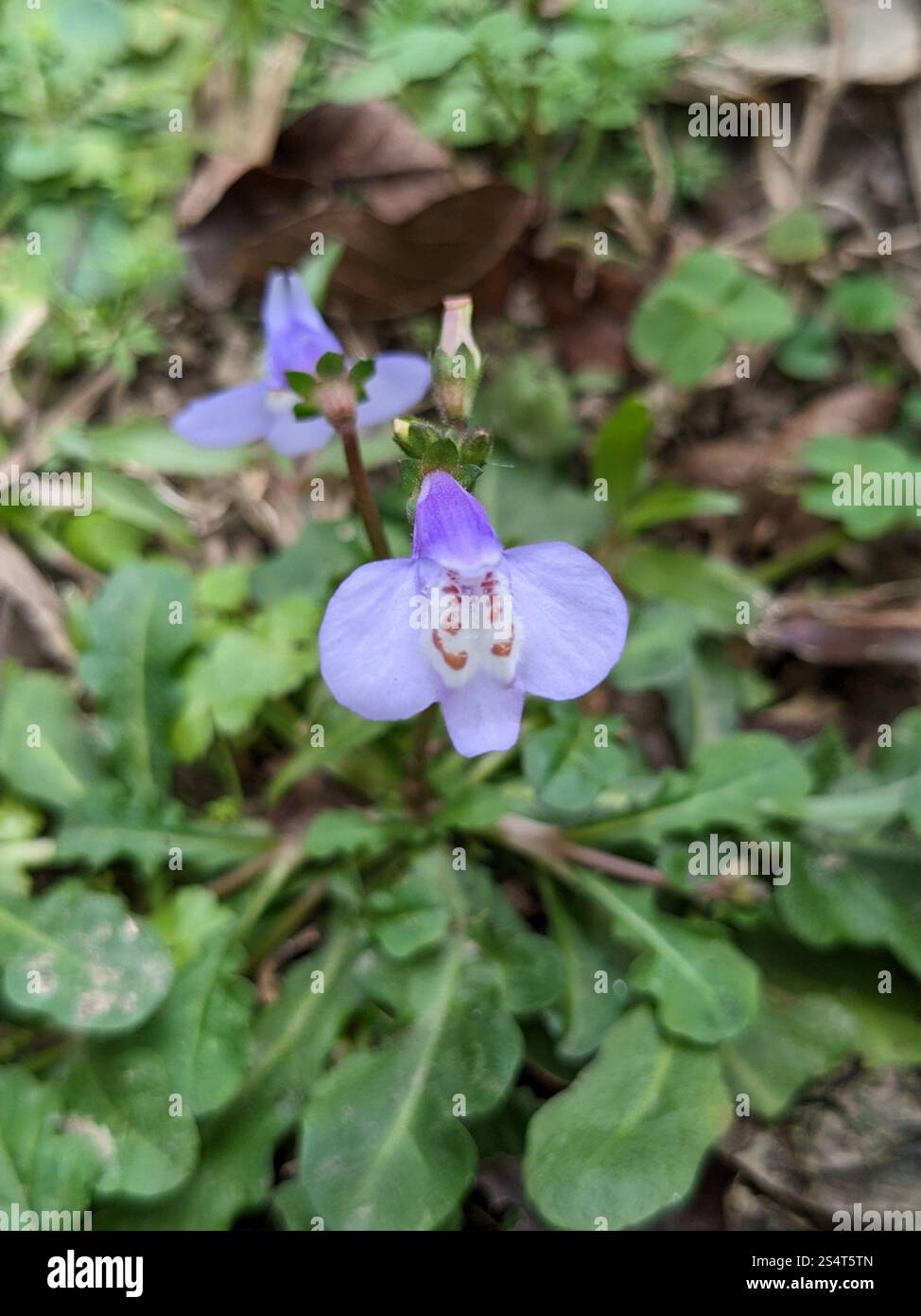 Taiwan Mazus (Mazus fauriei Stock Photo - Alamy