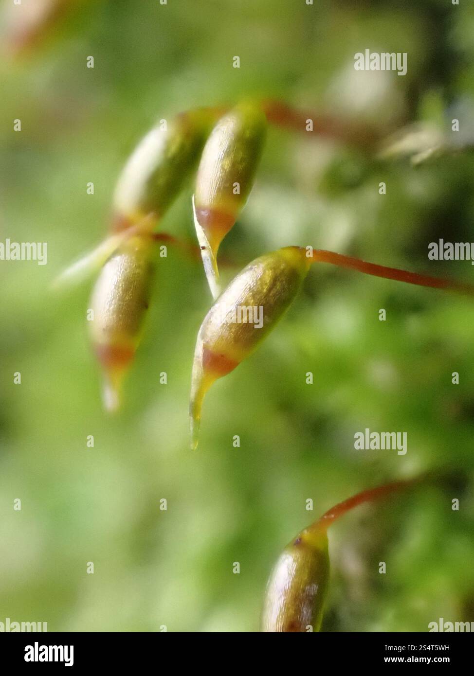 Clustered Feather-moss (Rhynchostegium confertum Stock Photo - Alamy