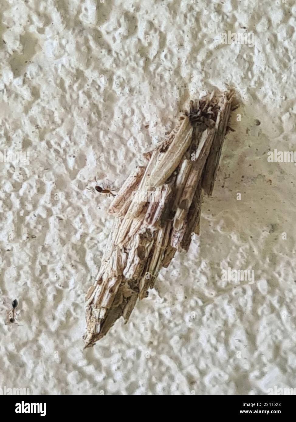 Bagworm Moths (Psychidae Stock Photo - Alamy