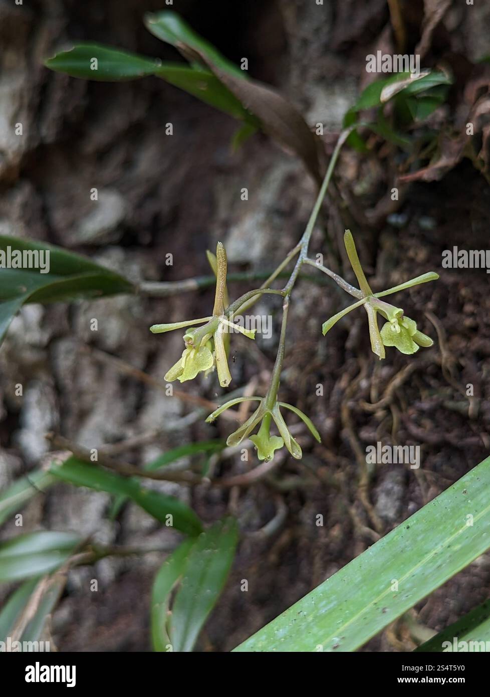 Greenfly Orchid (Epidendrum conopseum Stock Photo - Alamy
