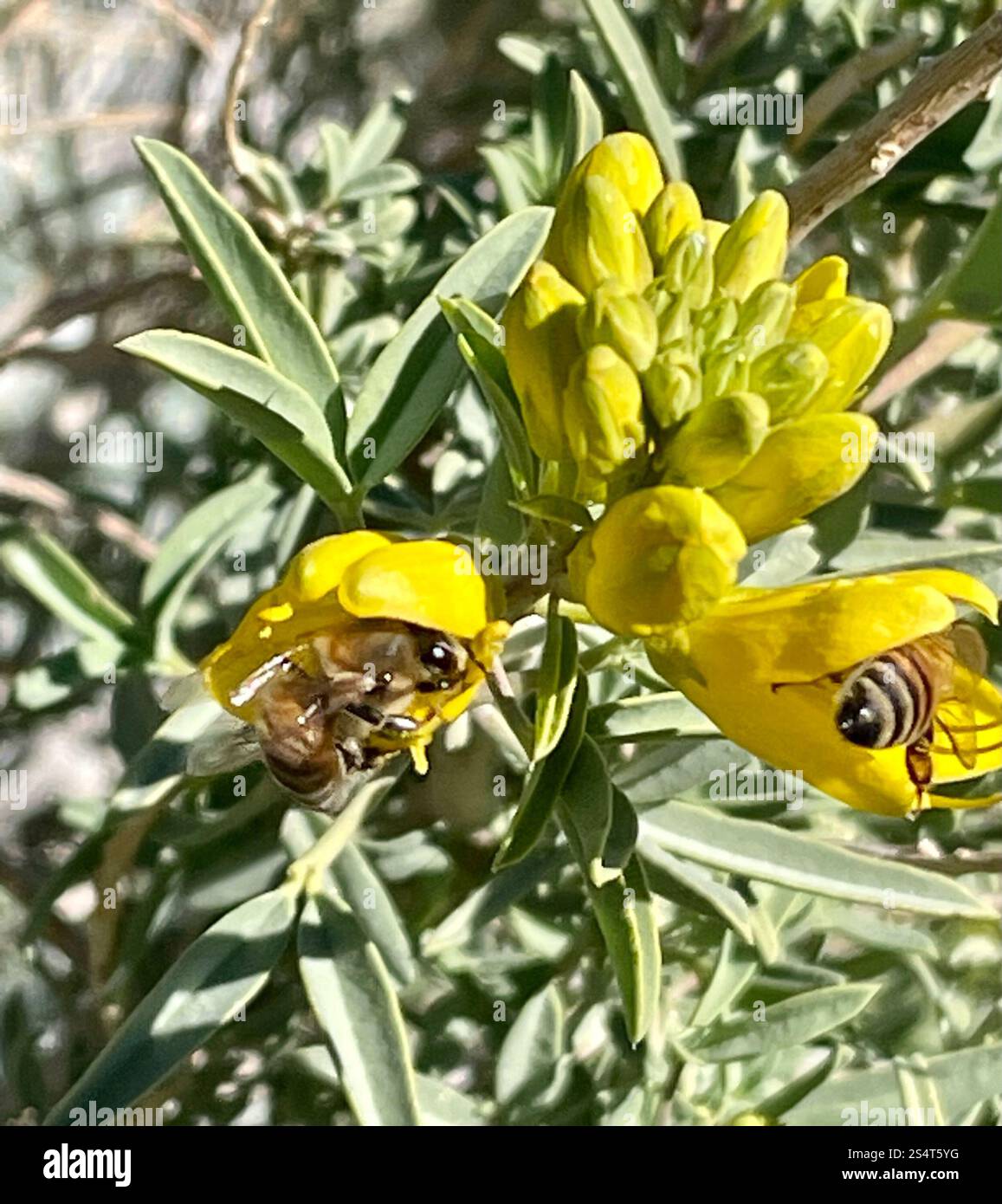 Bladderpod (Cleomella arborea Stock Photo - Alamy