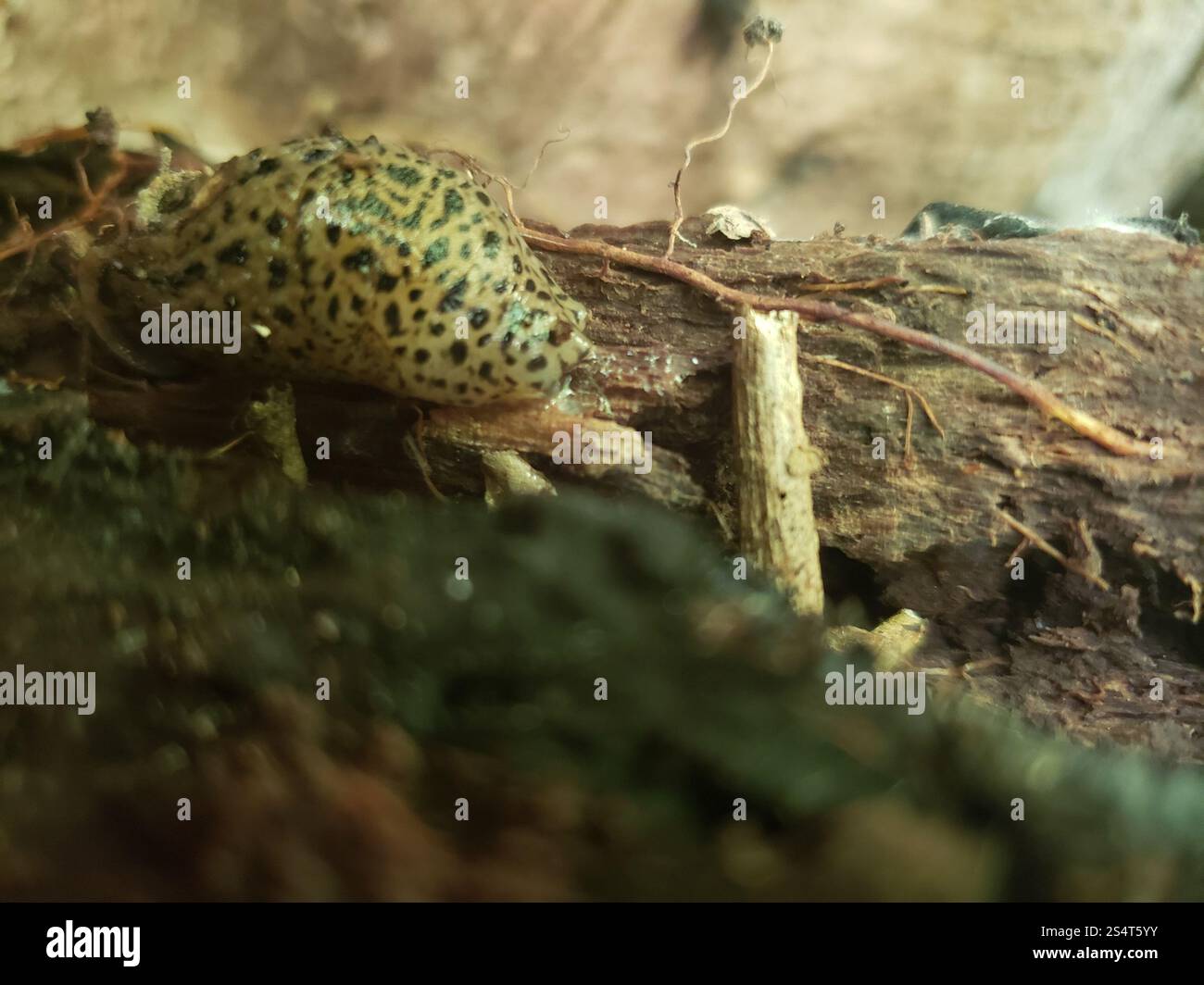 Leopard Slug (Limax maximus Stock Photo - Alamy