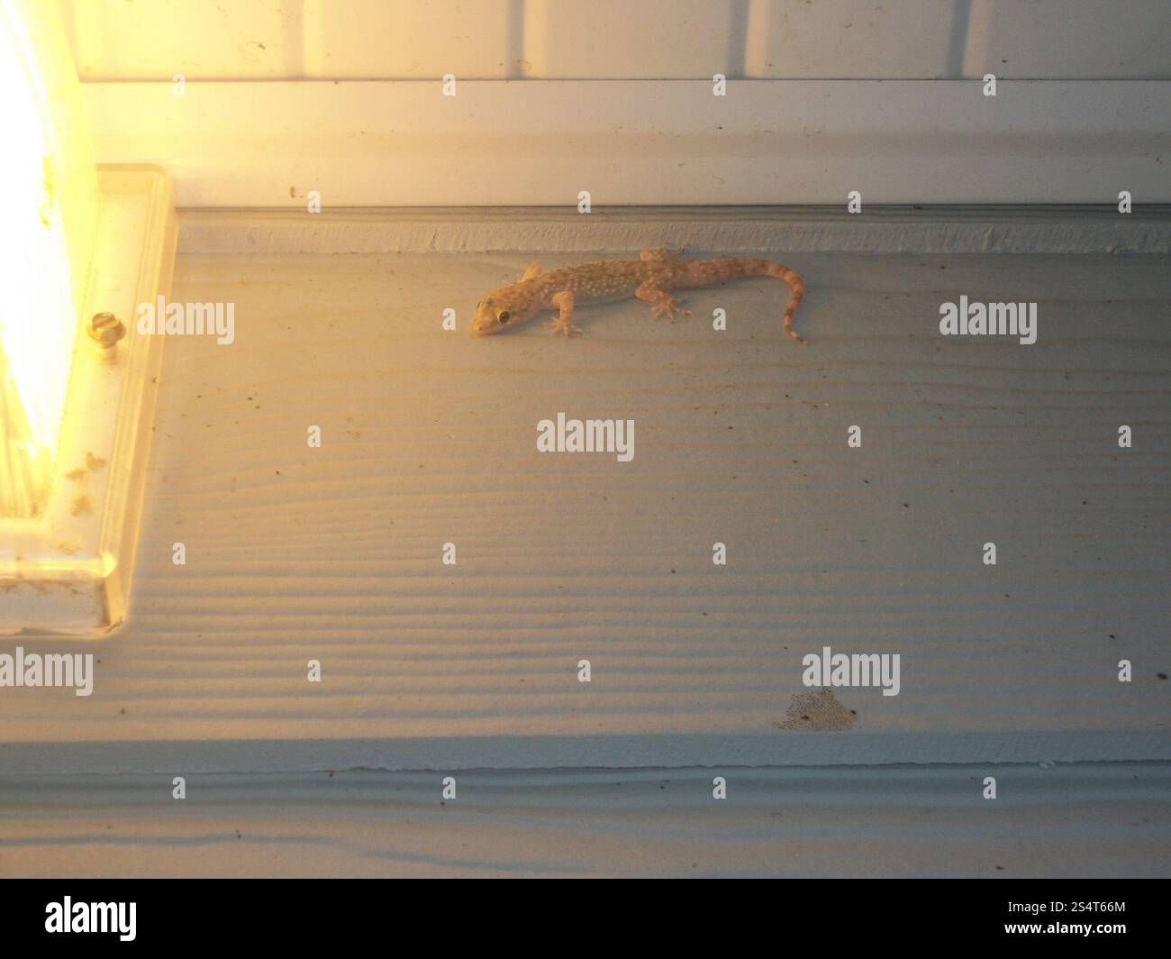 Mediterranean House Gecko (Hemidactylus turcicus Stock Photo - Alamy