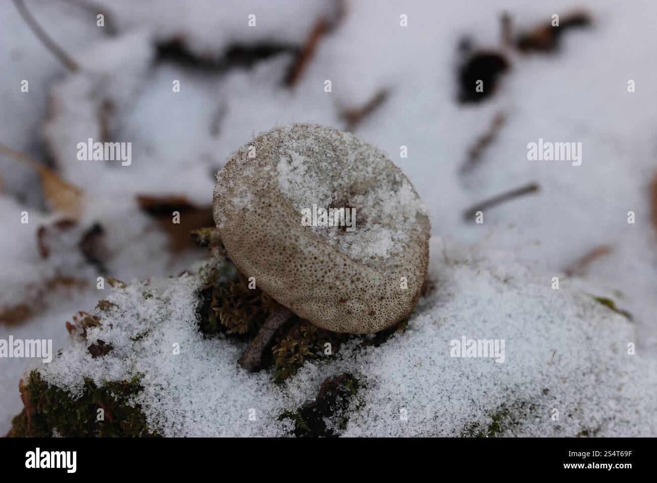 Pear-shaped Puffball (Apioperdon pyriforme Stock Photo - Alamy