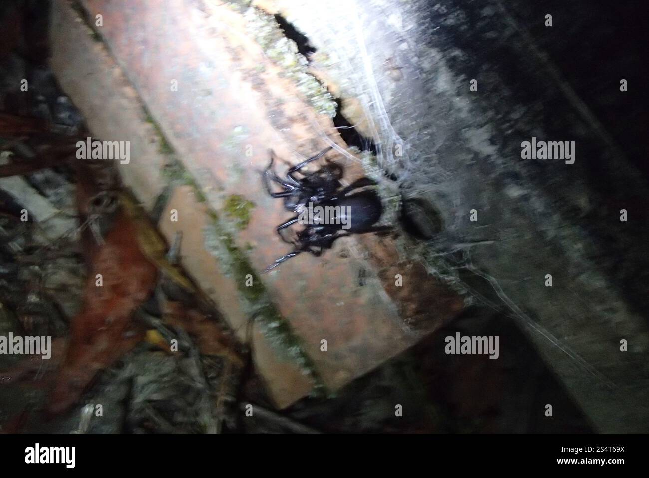 Blue Mountains Funnel-web Spider (Hadronyche versuta Stock Photo - Alamy