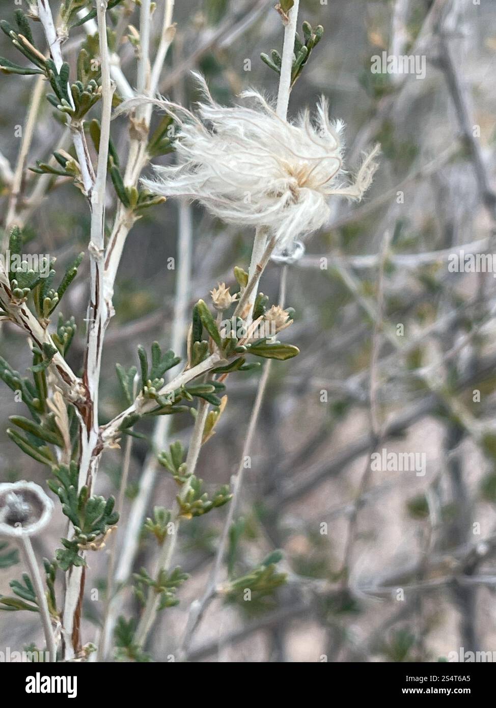 Apache plume (Fallugia paradoxa Stock Photo - Alamy