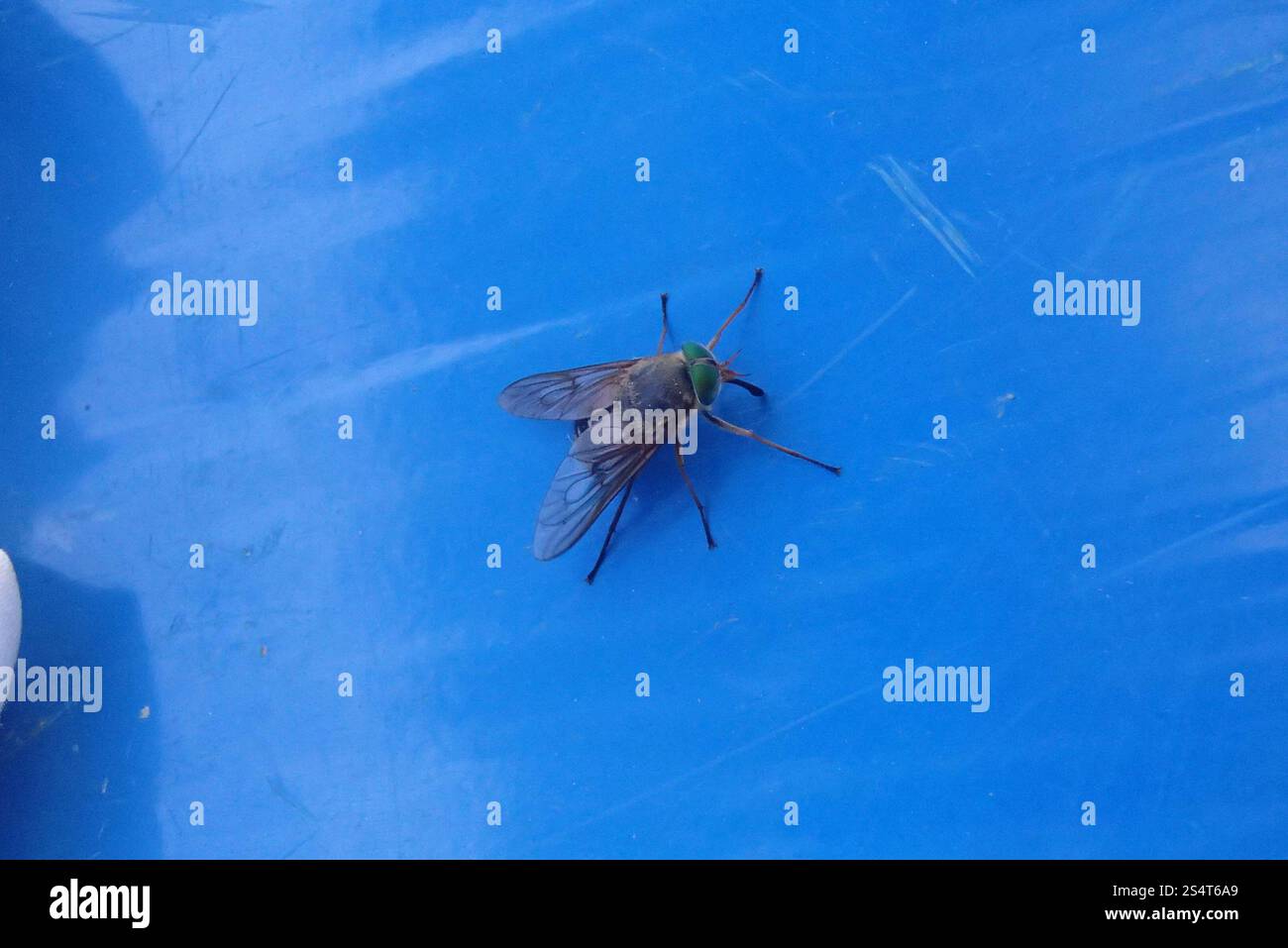 Horse and Deer Flies (Tabanidae Stock Photo - Alamy