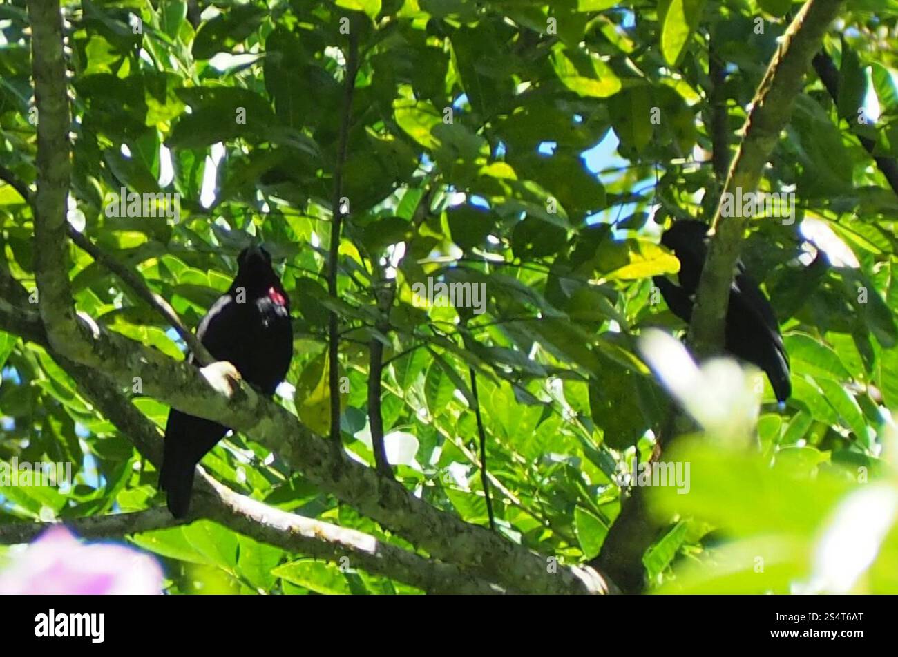 Purple-throated Fruitcrow (Querula purpurata Stock Photo - Alamy