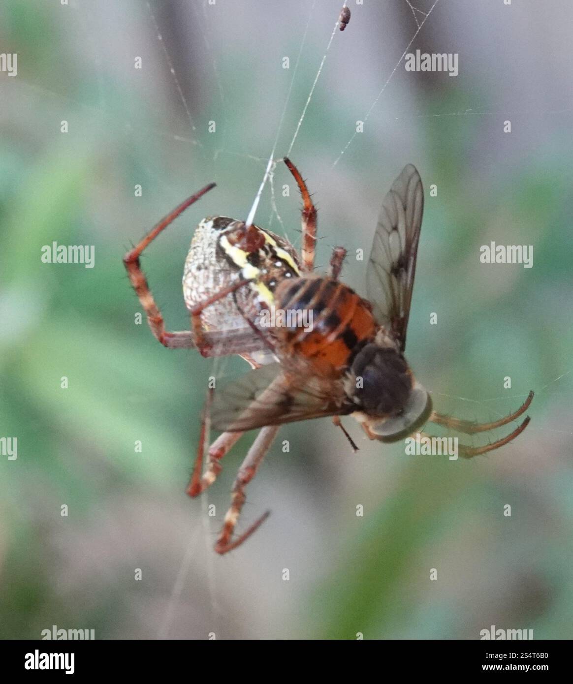 Saint Andrew's Cross Spider (Argiope keyserlingi Stock Photo - Alamy