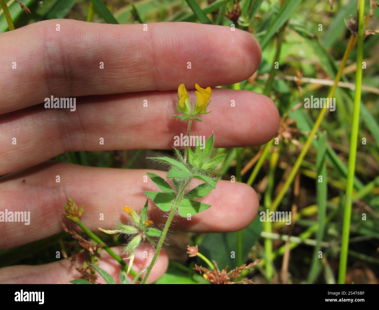 Hairy Bird's-foot-trefoil (Lotus subbiflorus Stock Photo - Alamy