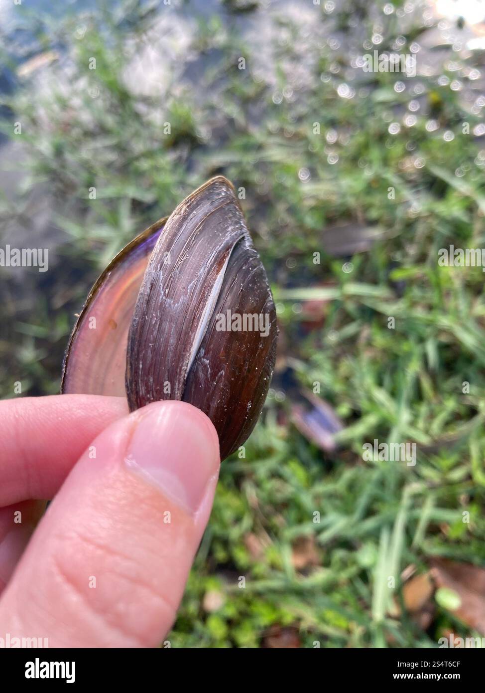 Florida Spike (Elliptio jayensis Stock Photo - Alamy