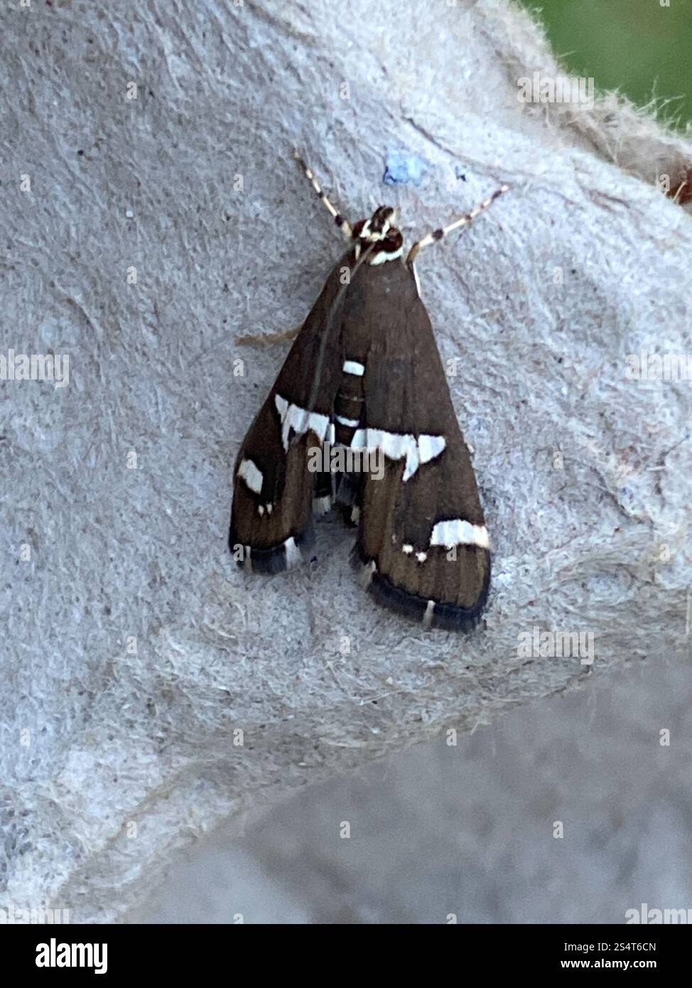 Hawaiian Beet Webworm Moth (Spoladea recurvalis Stock Photo - Alamy