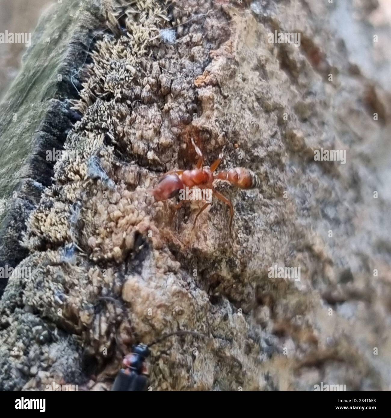 Twig Ants (Pseudomyrmex Stock Photo - Alamy