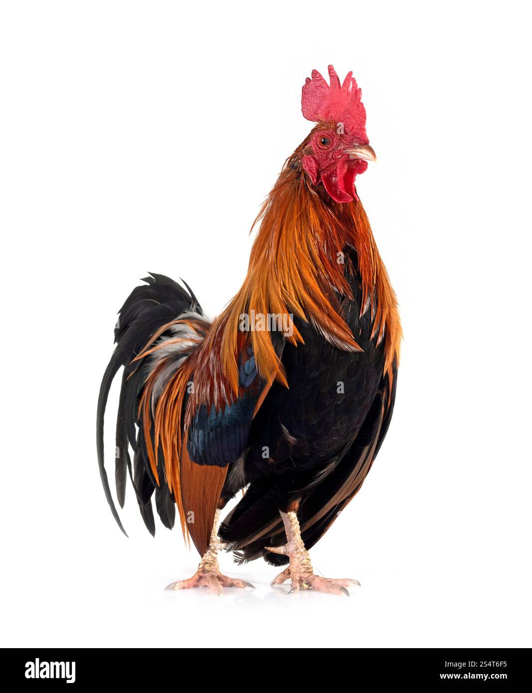 bantam chicken pictave in front of white background Stock Photo - Alamy