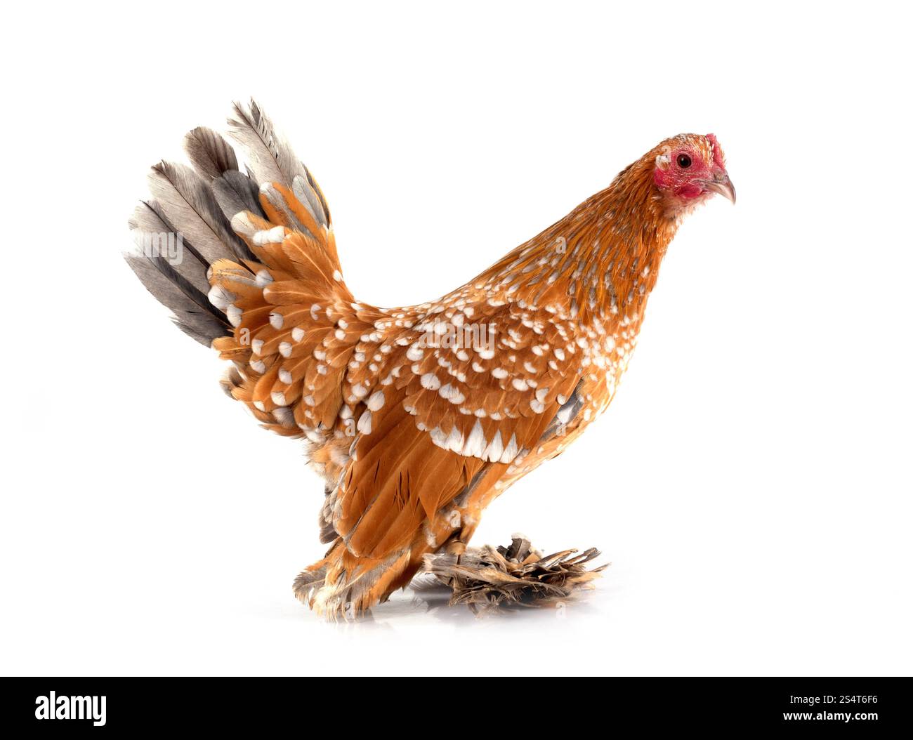 Booted Bantam in front of white background Stock Photo - Alamy