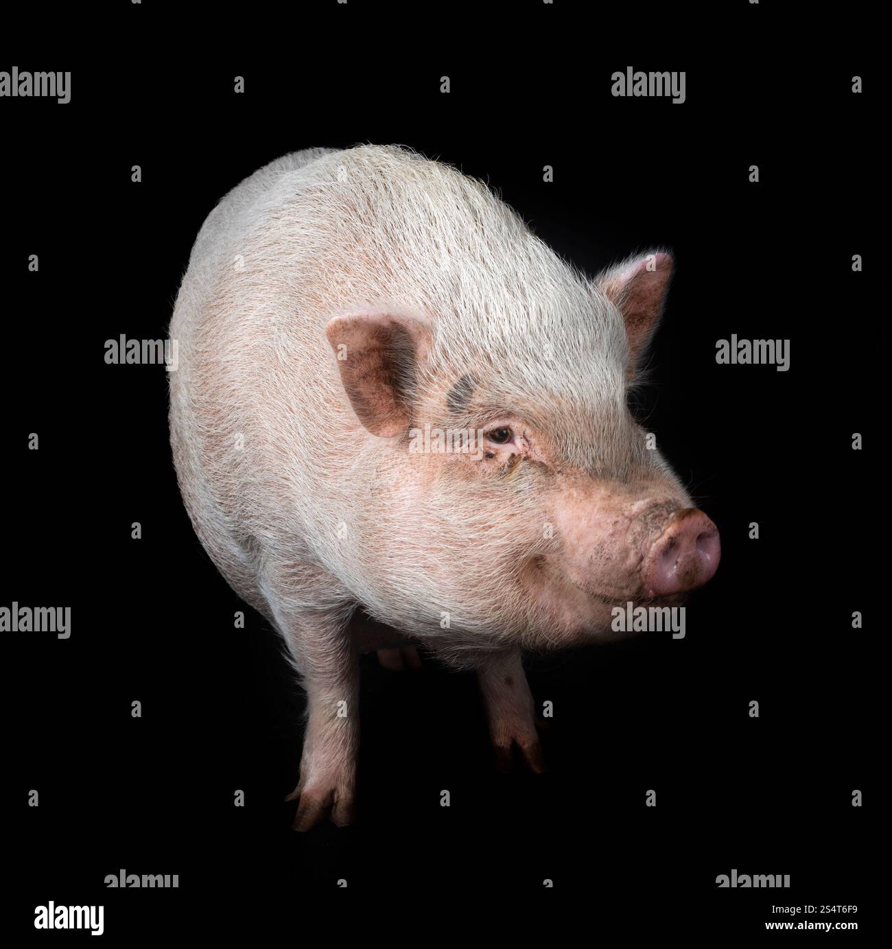 pink miniature pig in front of black background Stock Photo - Alamy