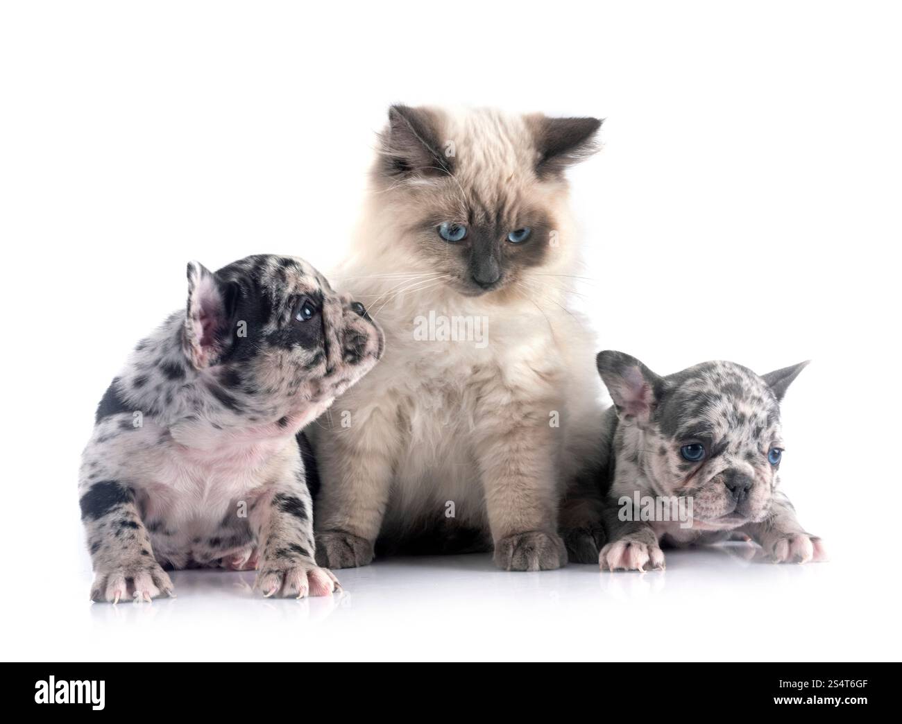 puppy french bulldog and siberian cat in front of white background ...