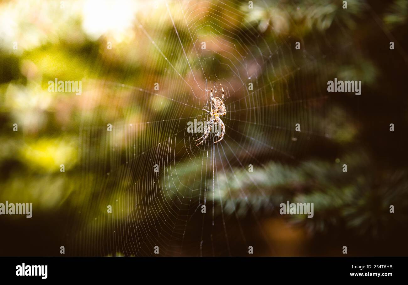 Closeup photo of big spider sitting on web at autumn forest Stock Photo ...