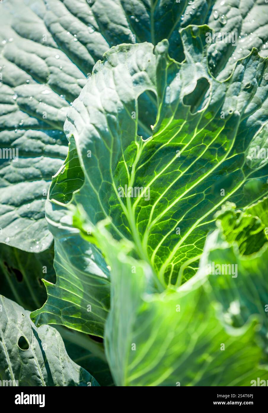 Closeup texture of fresh cabbage showing through sun on garden bed ...