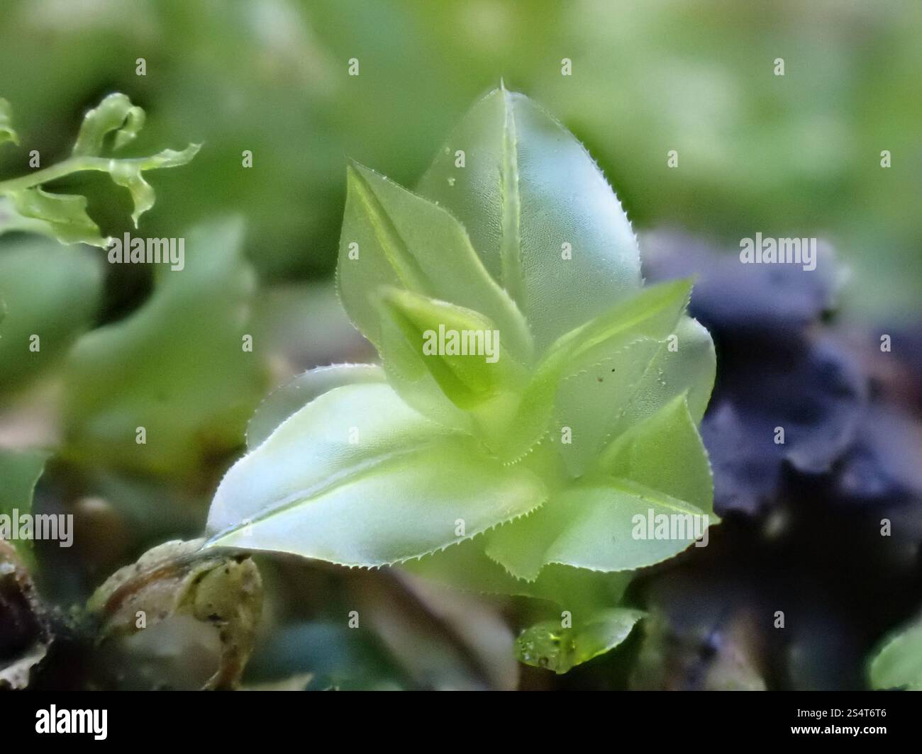 Thyme and Allied Mosses (Plagiomnium Stock Photo - Alamy