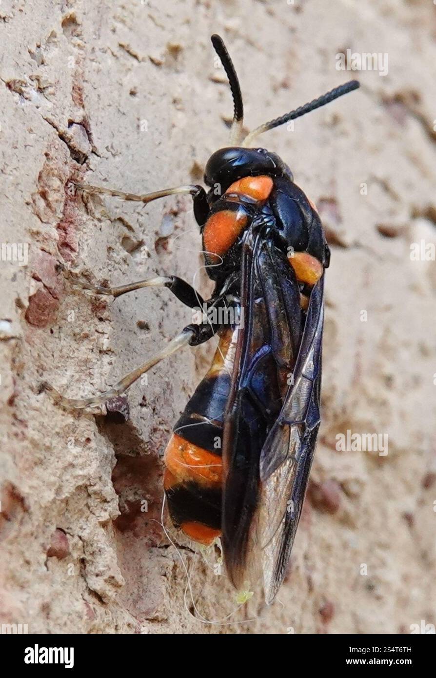 Bottlebrush Sawfly (Pterygophorus cinctus Stock Photo - Alamy