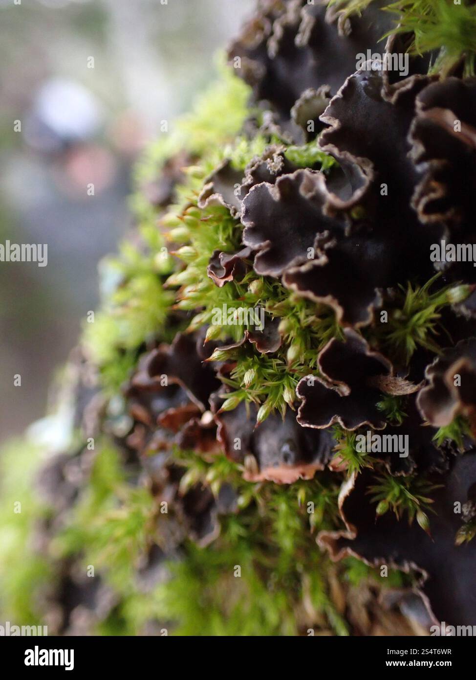 tree pelt lichen (Peltigera collina Stock Photo - Alamy