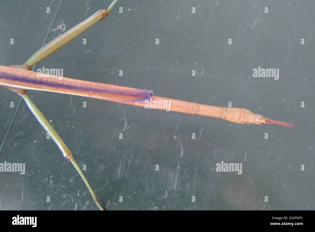 Spur Legged Phasmid (Didymuria violescens Stock Photo - Alamy