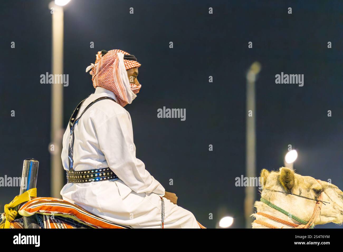 Desert safari camel ride festival in Abqaiq Dammam Saudi Arabia.This ...