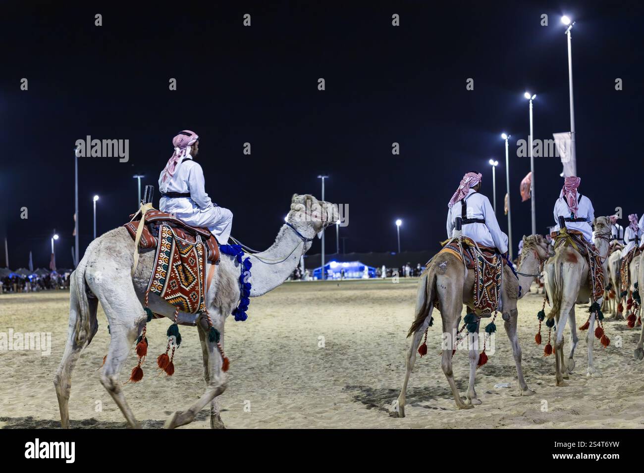 Desert safari camel ride festival in Abqaiq Dammam Saudi Arabia.This ...