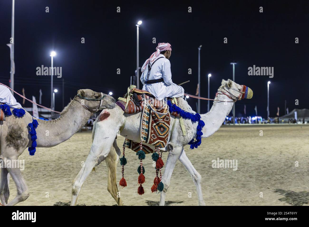 Desert safari camel ride festival in Abqaiq Dammam Saudi Arabia.This ...