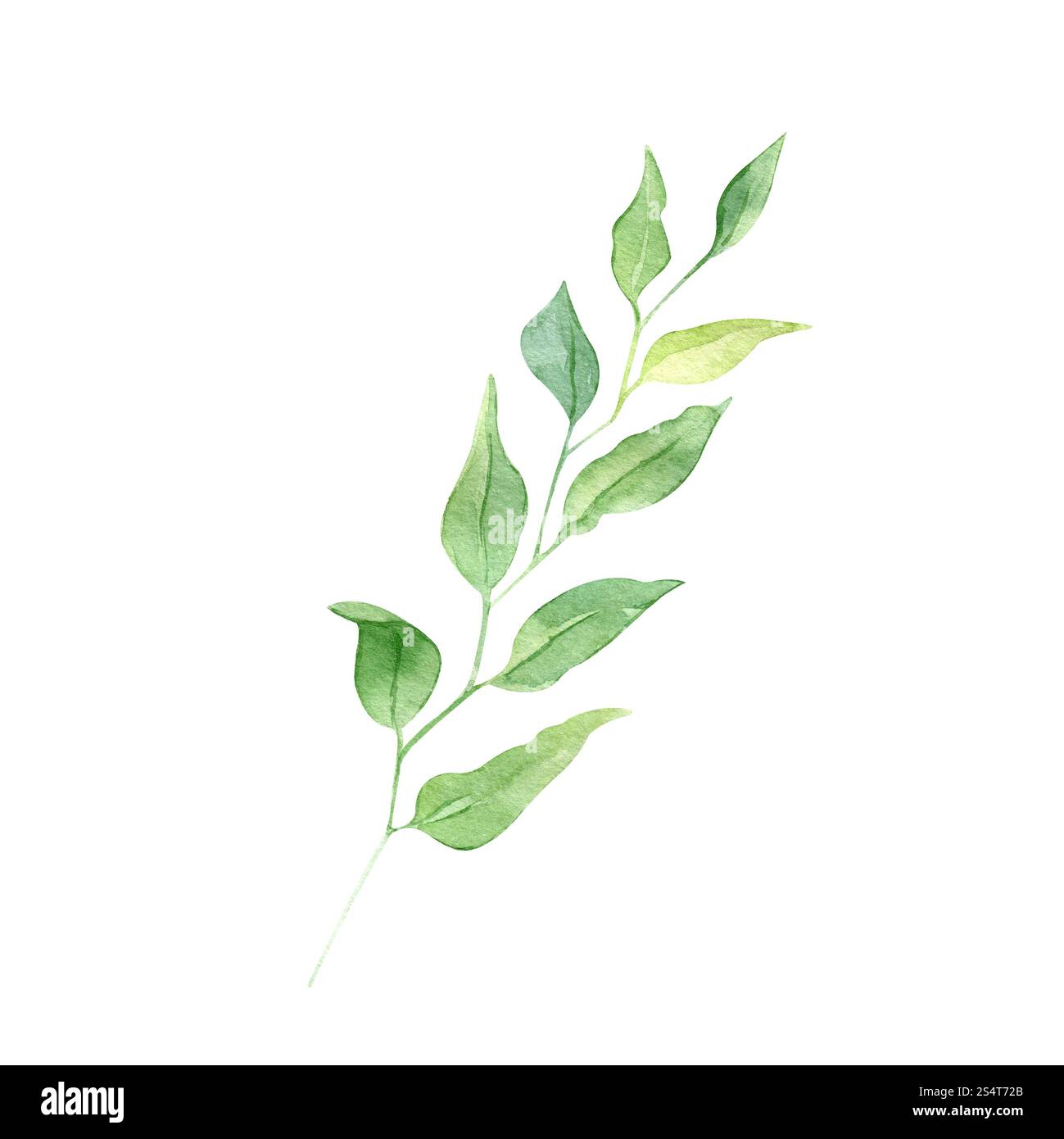 Watercolor Hand drawn greenery illustration isolated on white ...