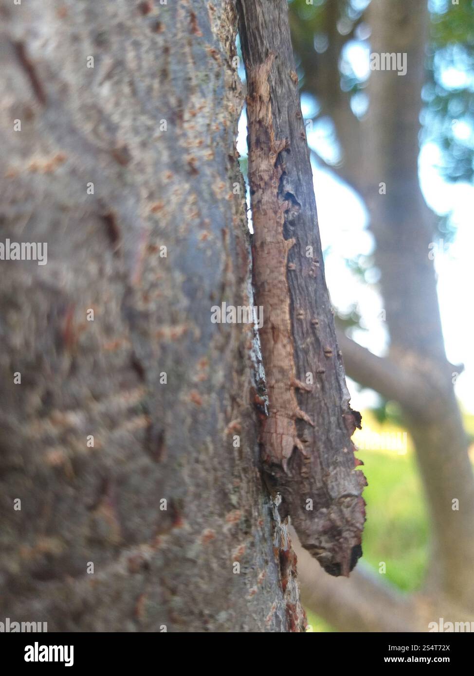 Echo Moth (Achaea echo Stock Photo - Alamy