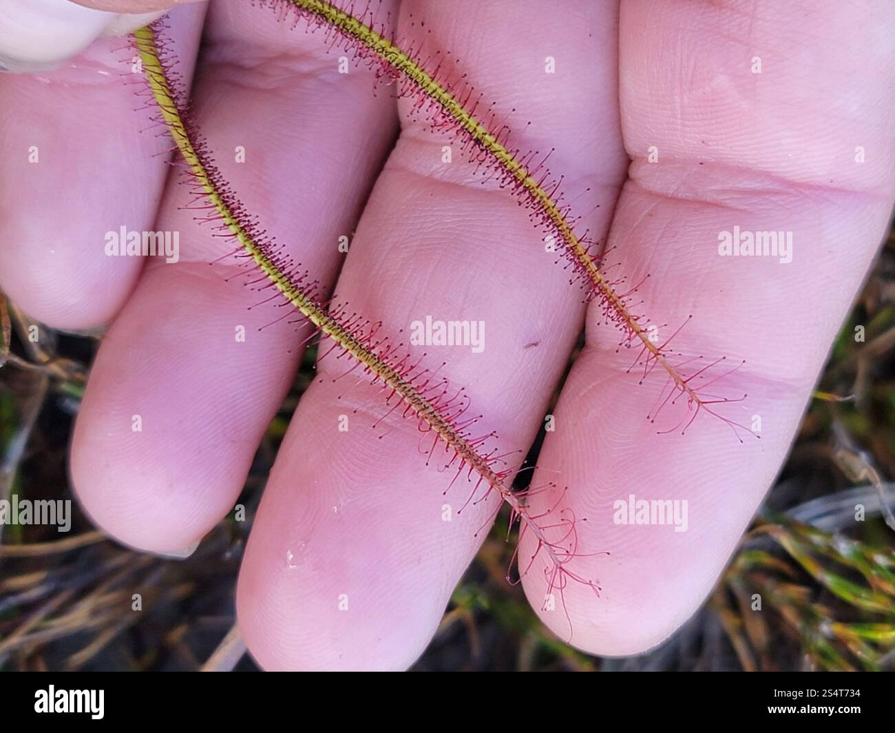 Fork-leaved Sundew (Drosera binata Stock Photo - Alamy
