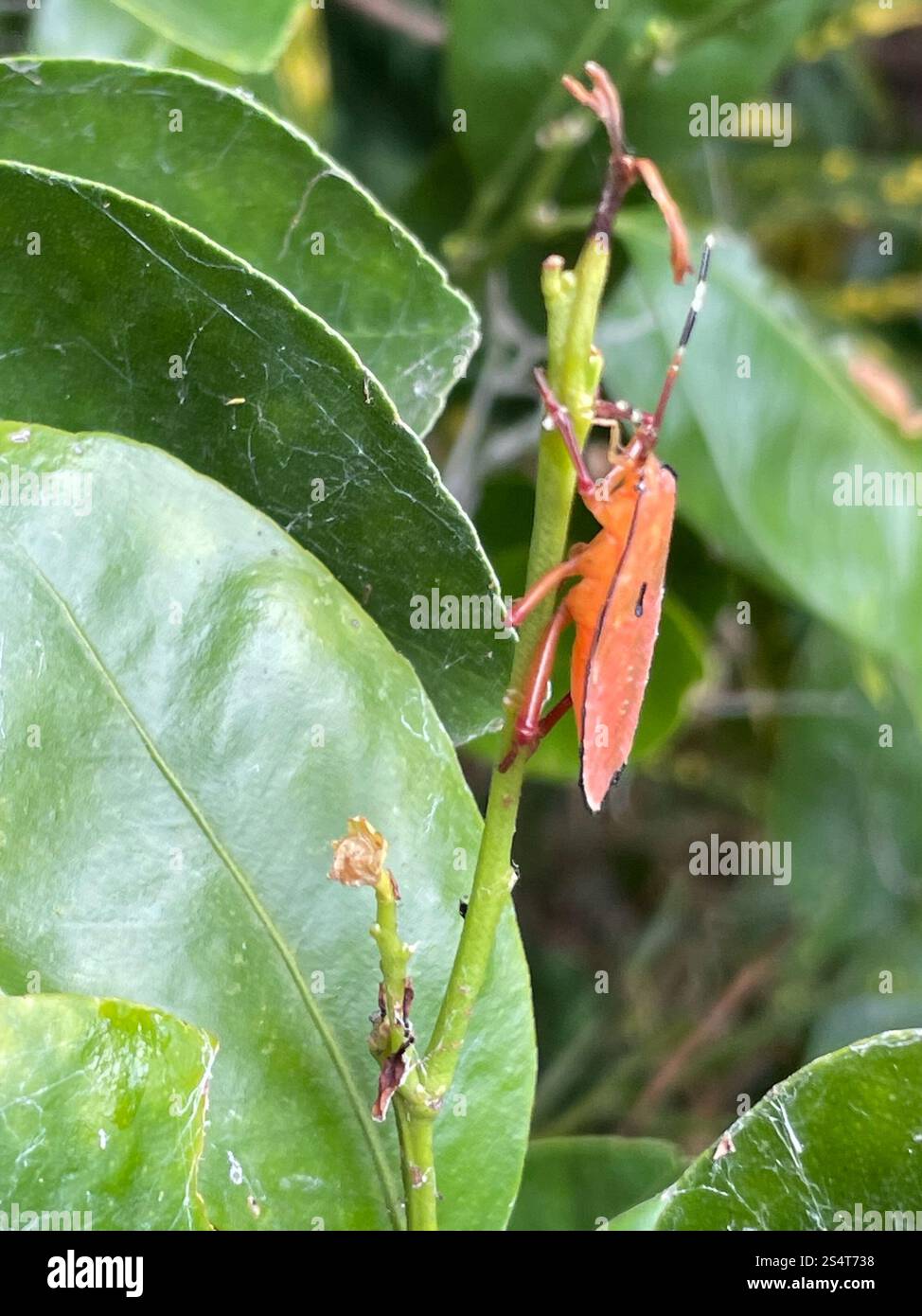 Bronze Orange Bug (Musgraveia sulciventris Stock Photo - Alamy