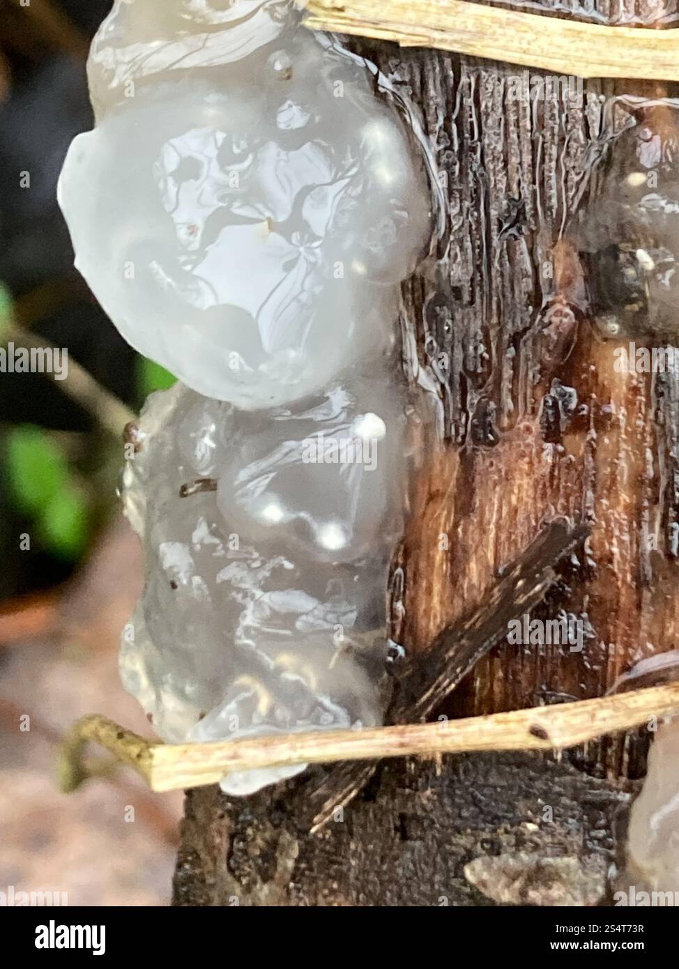 Crystal Brain Fungus (Myxarium nucleatum Stock Photo - Alamy