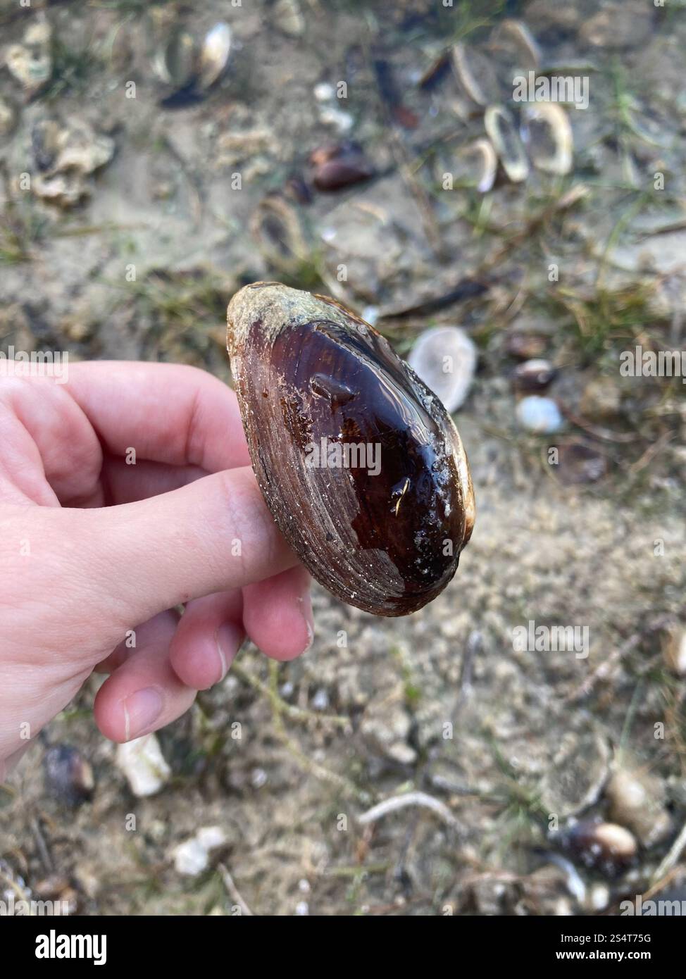 Florida Spike (Elliptio jayensis Stock Photo - Alamy