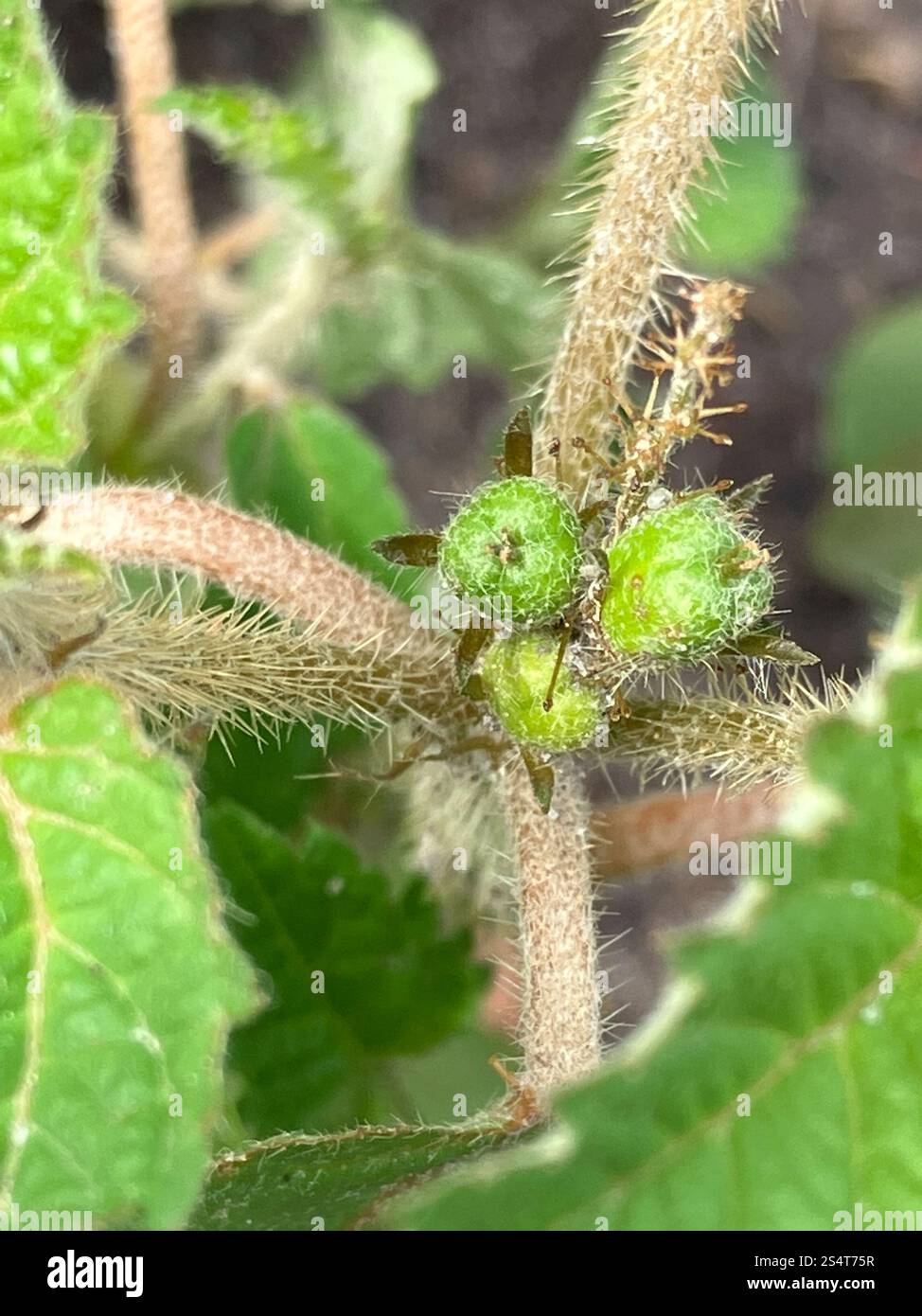 Hairy Croton (Croton hirtus Stock Photo - Alamy