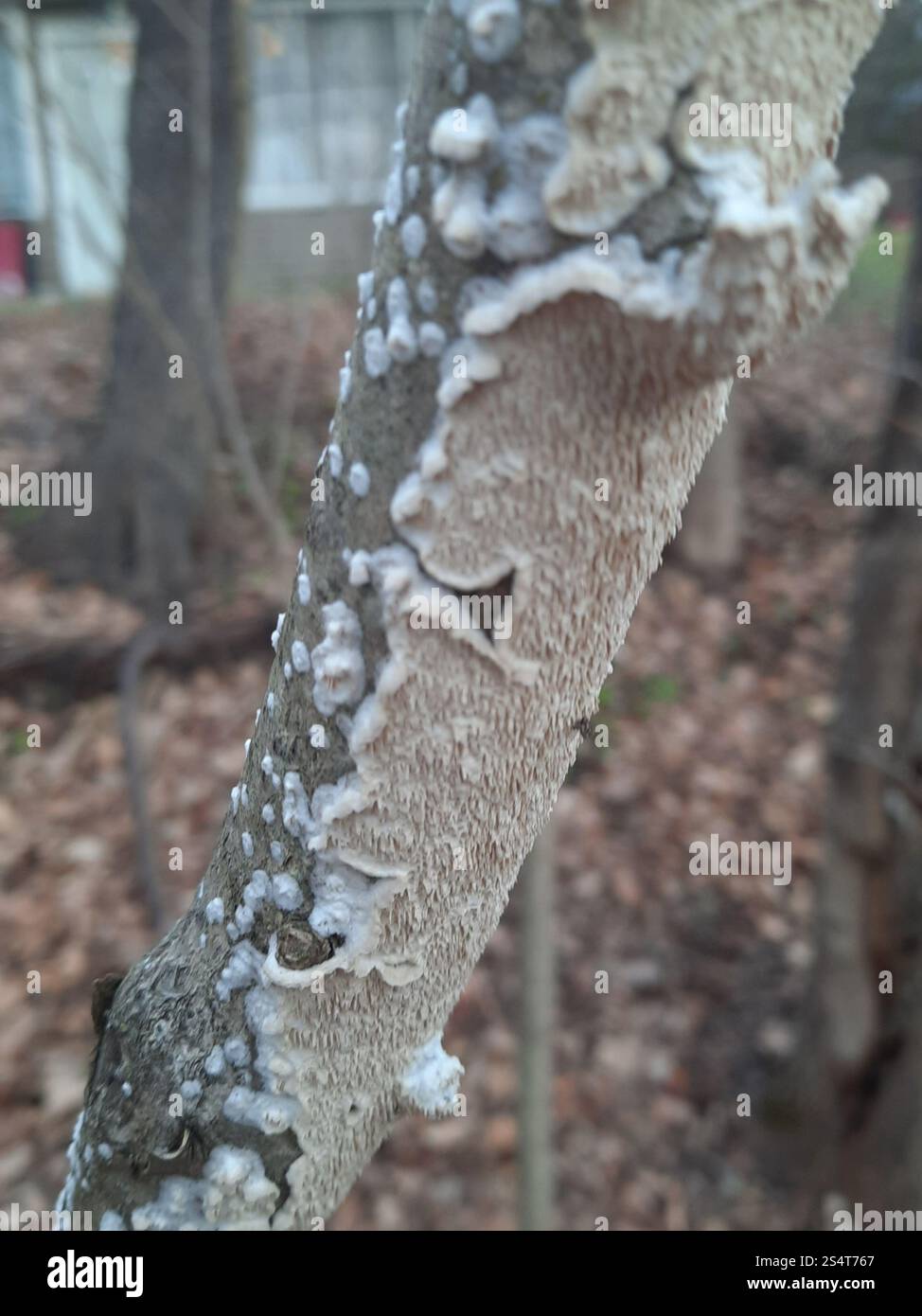 Milk-white Toothed Polypore (Irpex lacteus Stock Photo - Alamy