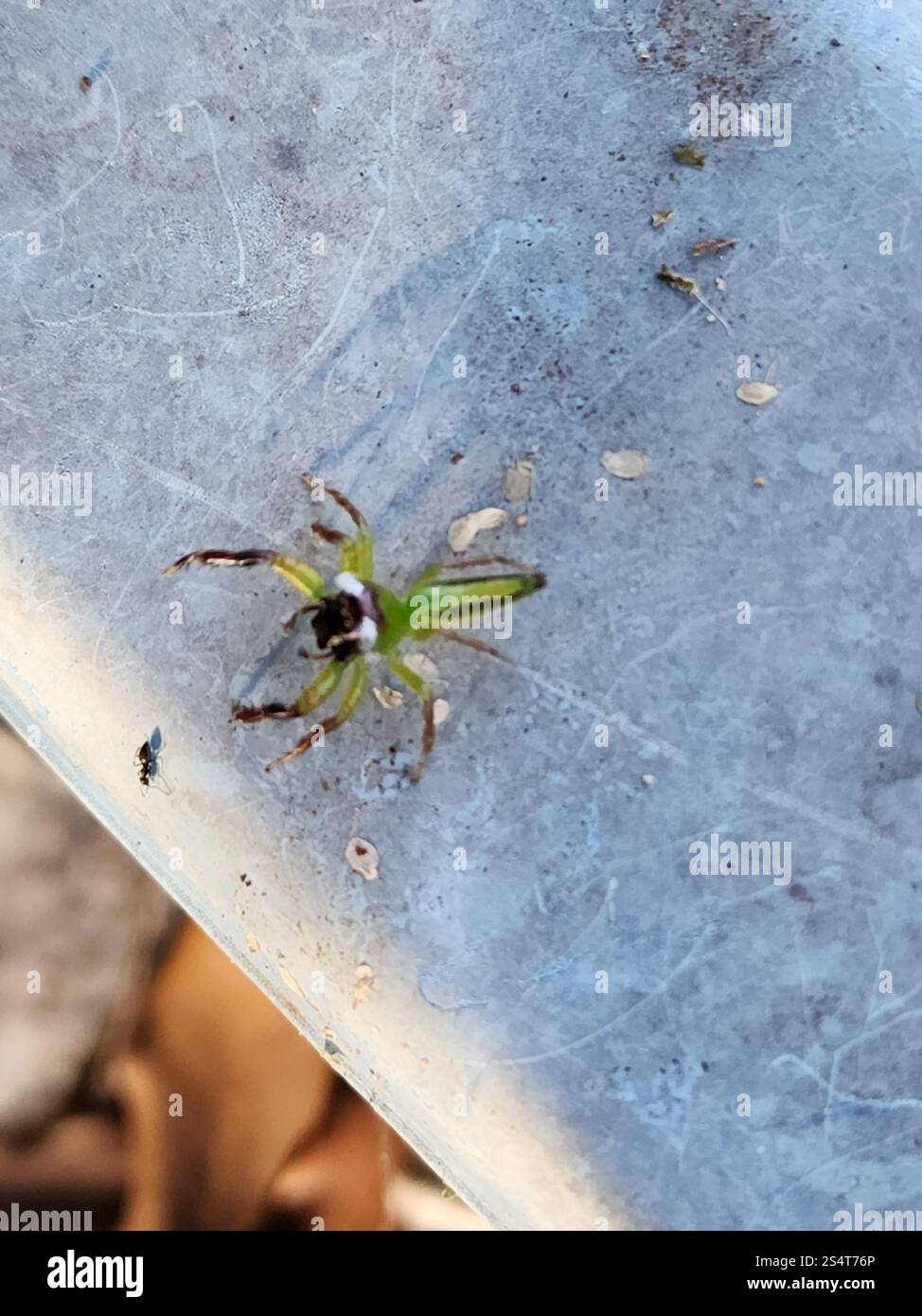 Green Jumping Spider (Mopsus mormon Stock Photo - Alamy