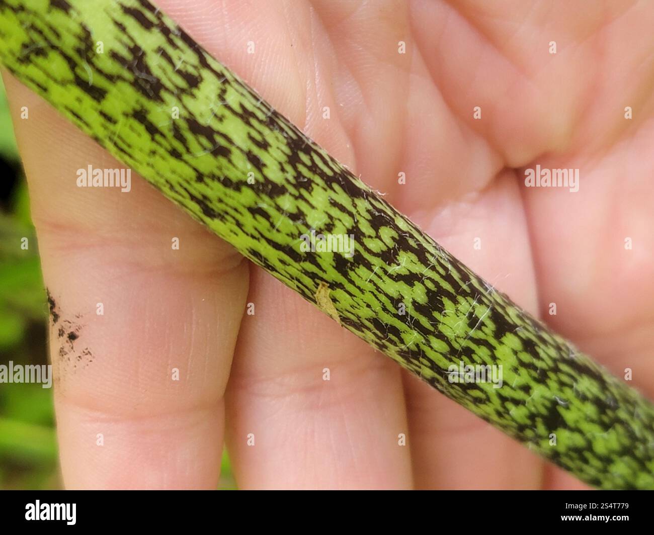 Mount Cook lily (Ranunculus lyallii Stock Photo - Alamy
