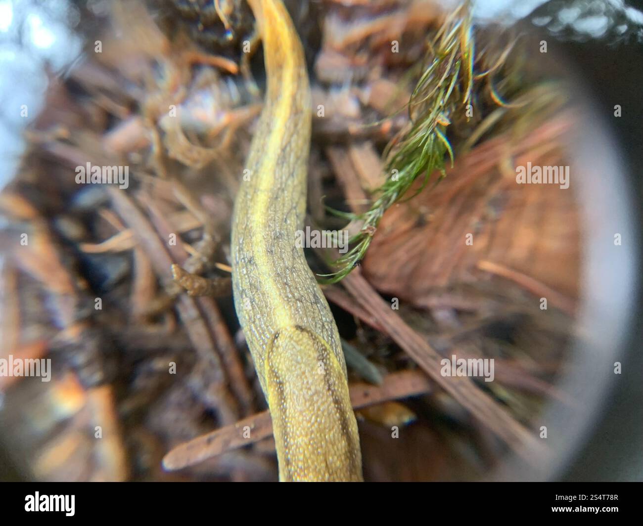 Yellow-bordered Taildropper (Prophysaon foliolatum Stock Photo - Alamy