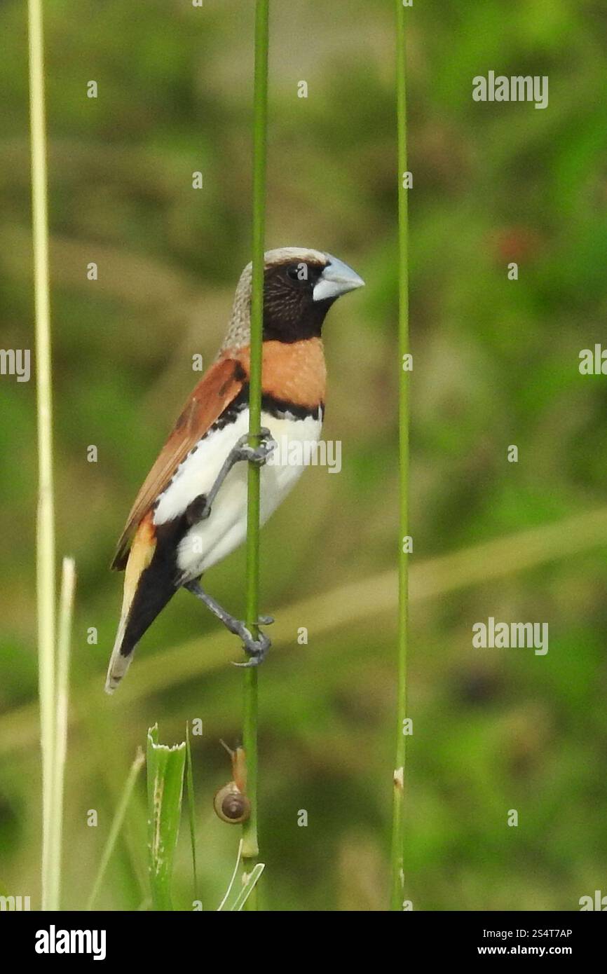 Chestnut-breasted Munia (Lonchura castaneothorax Stock Photo - Alamy