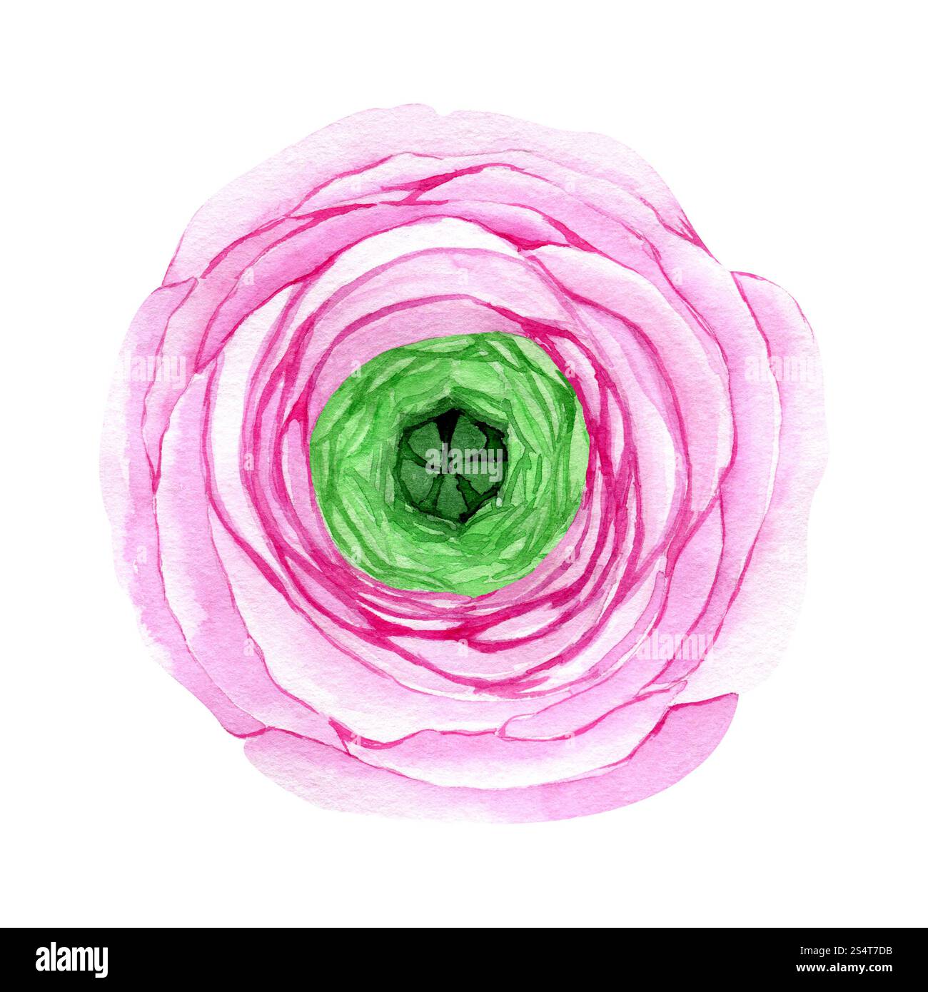 Watercolor hand drawn pink ranunculus flower isolated on white ...